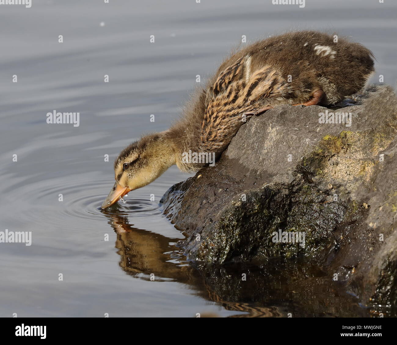 Mallard duck drinking water on hi-res stock photography and images - Alamy