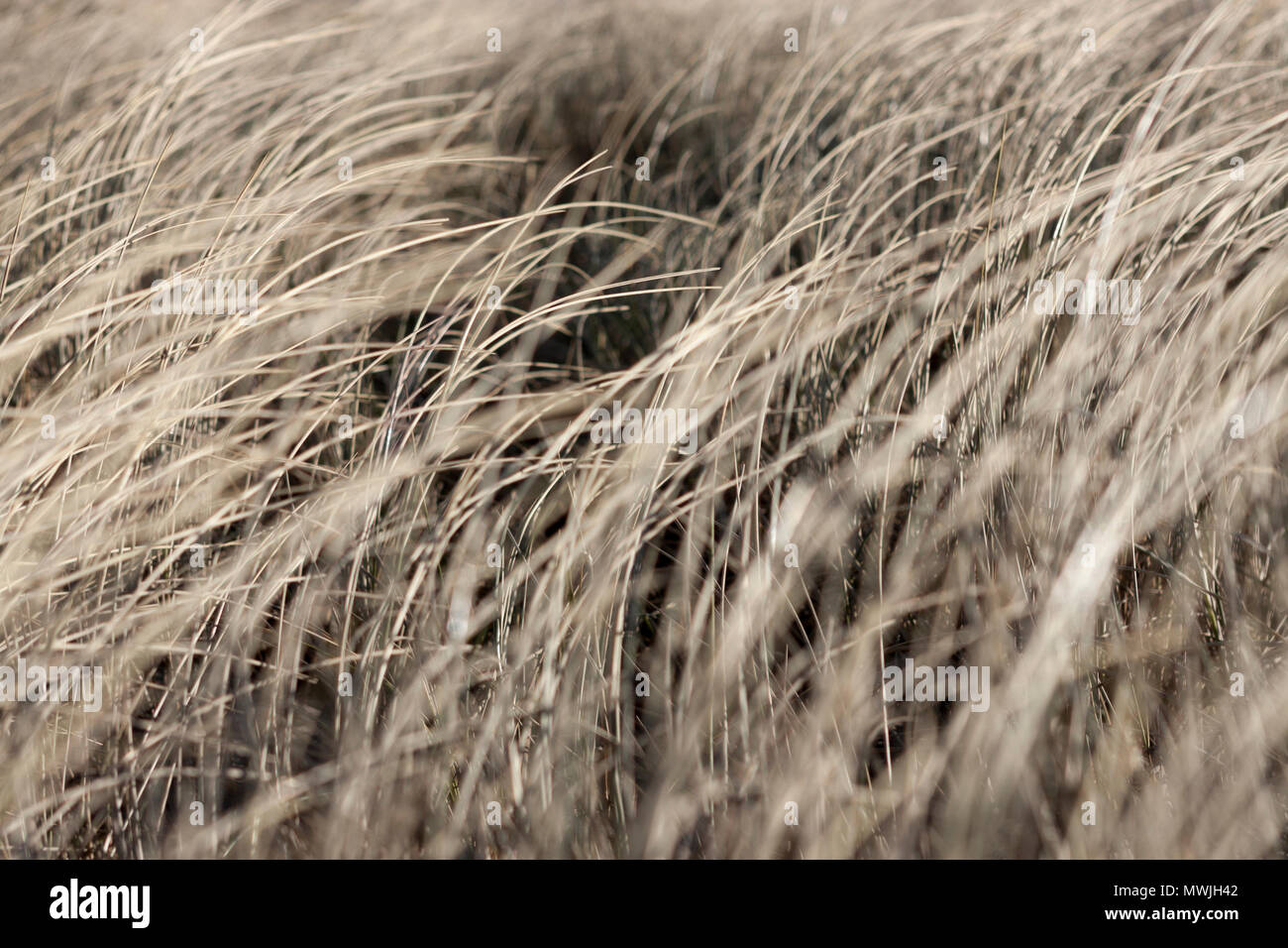 Grass and beach scene hi-res stock photography and images - Alamy