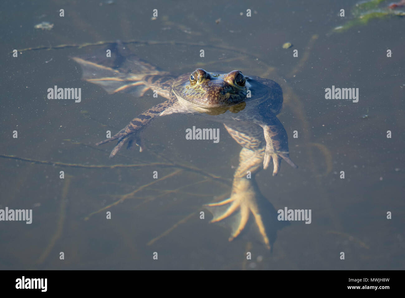 American Bullfrog, (Lithobates catesbeianus), Bosque del Apache ...