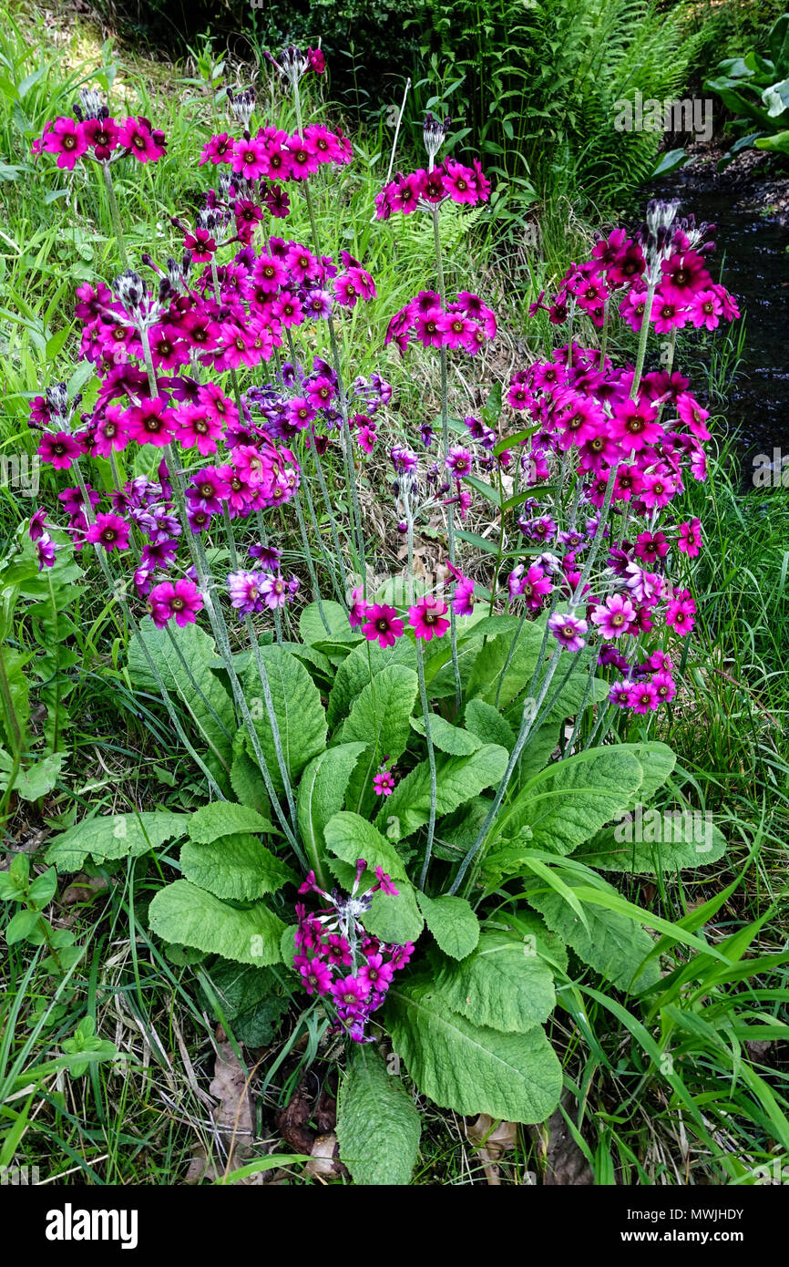 Candelabra Primrose Primula pulverulenta primrose cluster Stock Photo ...