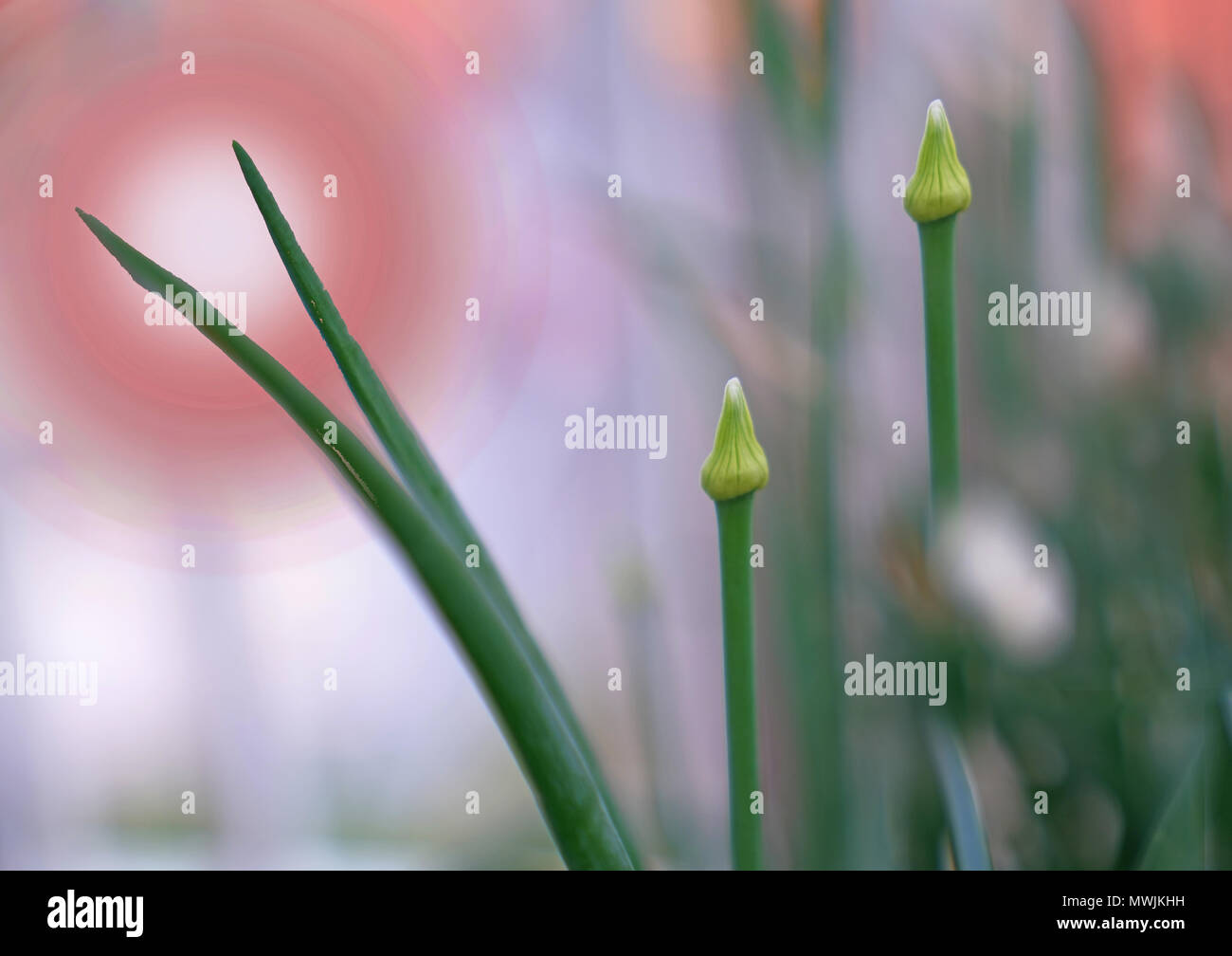 Onion seeds pod flower buds in pot in a balcony Stock Photo - Alamy