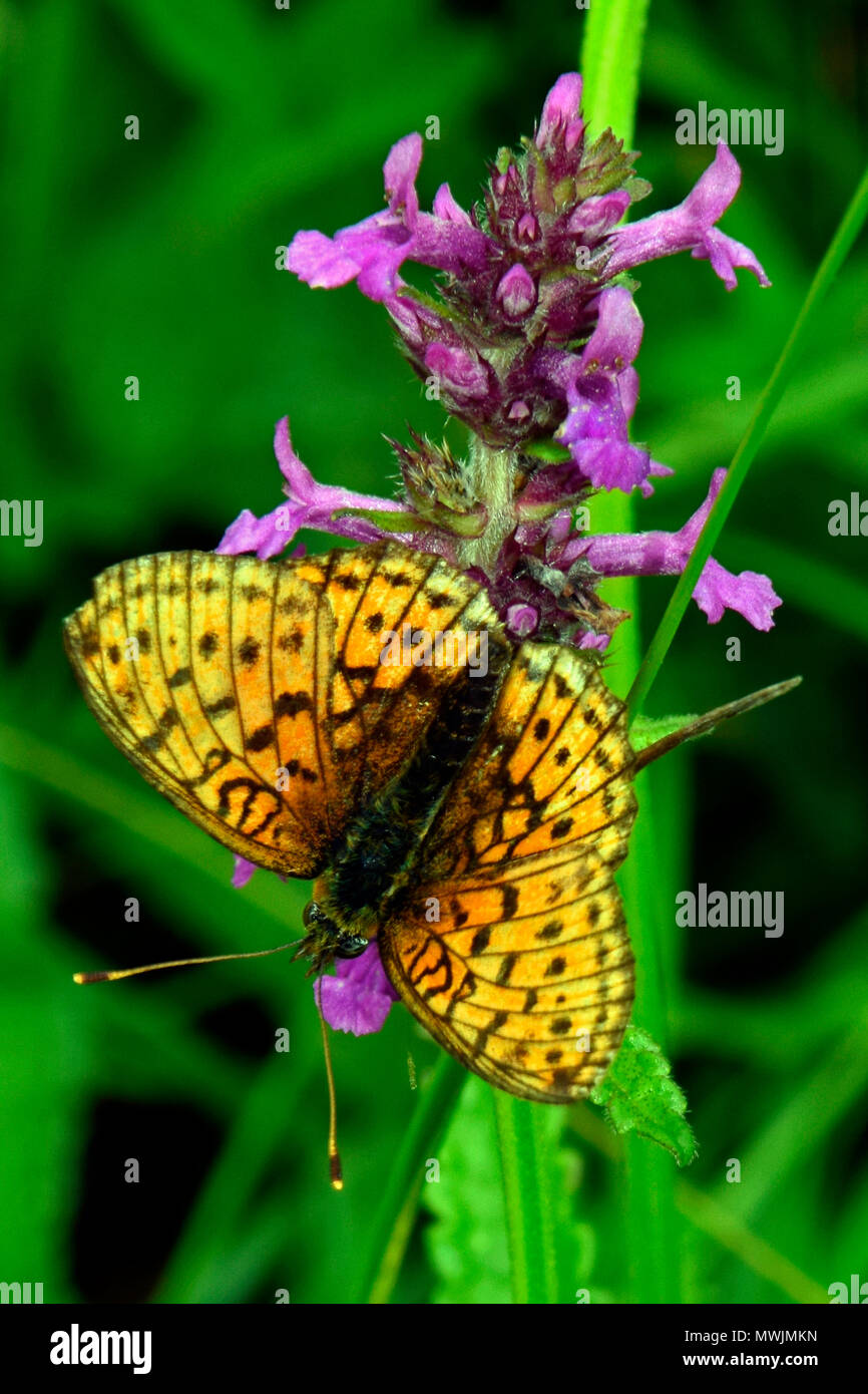 Red and yellow butterfly hi-res stock photography and images - Alamy