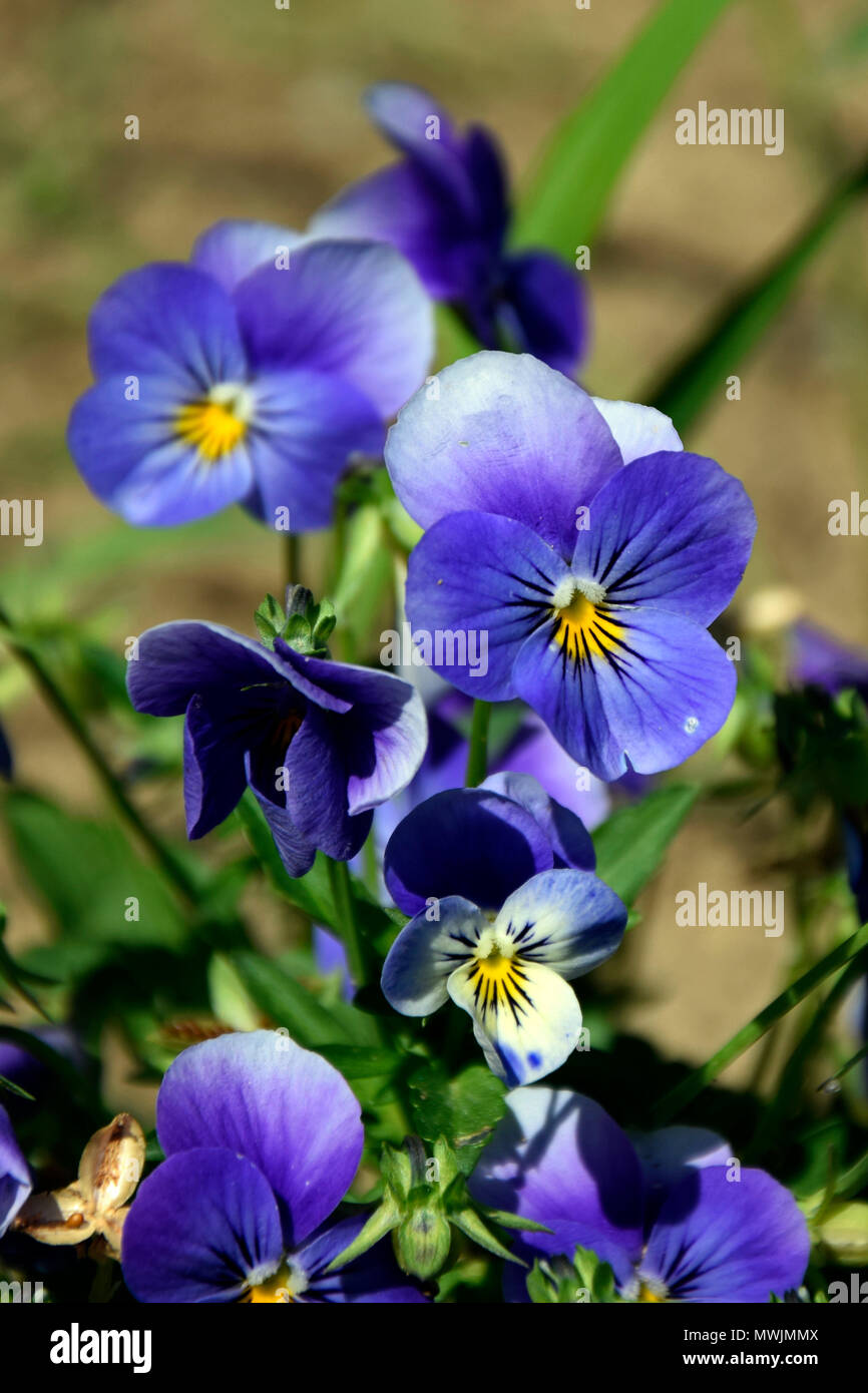 Viola variety hi-res stock photography and images - Alamy