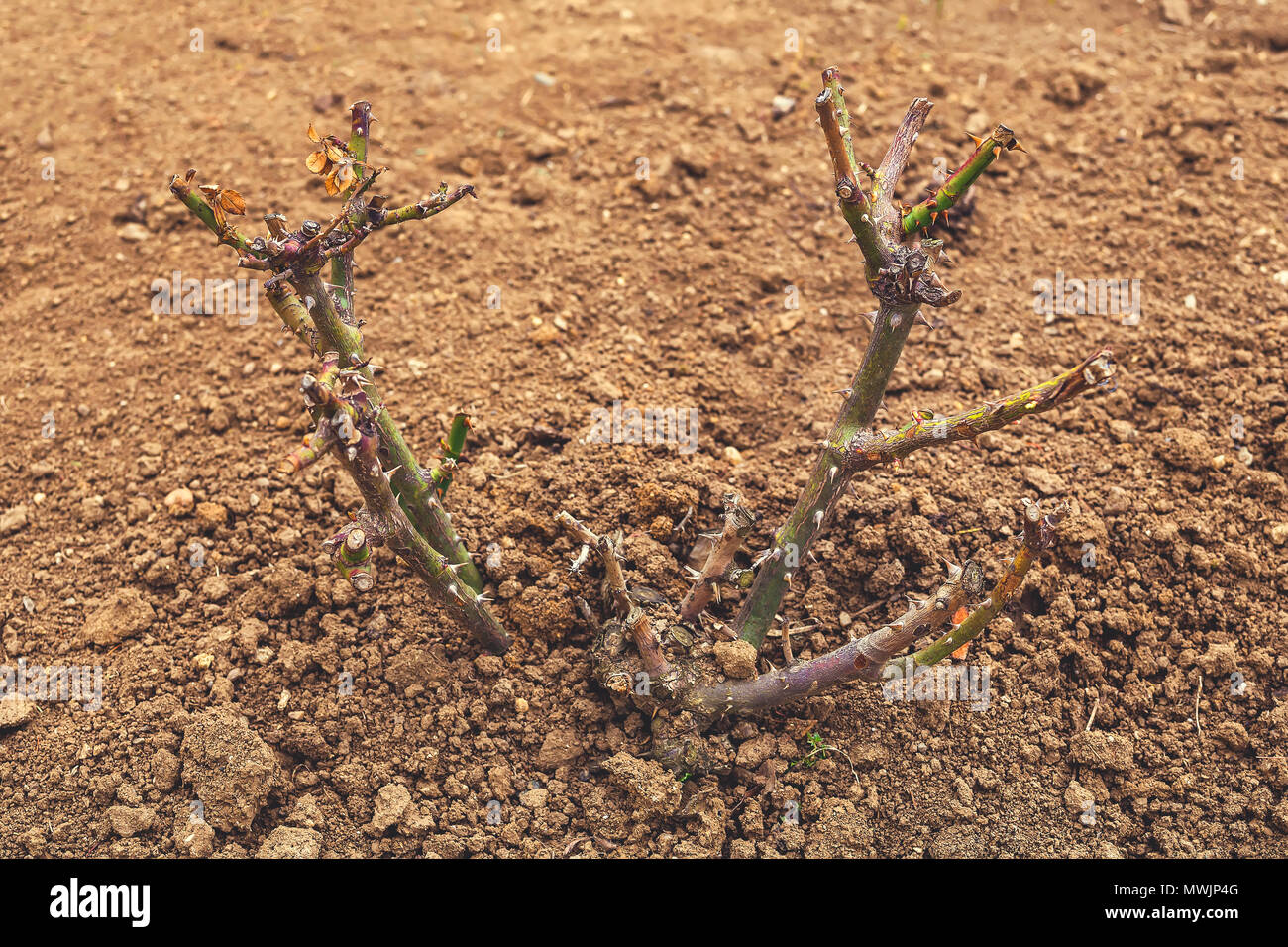 Pruned rose stems hi-res stock photography and images - Alamy