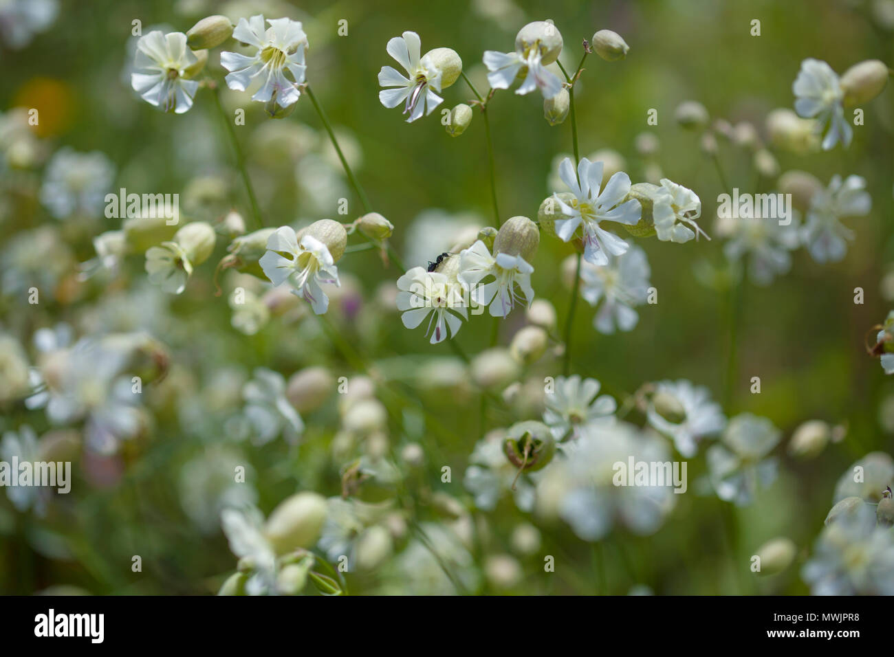 Flora of Gran Canaria - Silene vulgaris, bladder campion Stock Photo ...