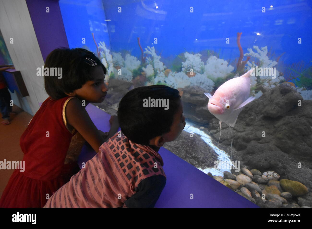 A girl and a boy interacting with freshwater fish at the Dynamotion ...