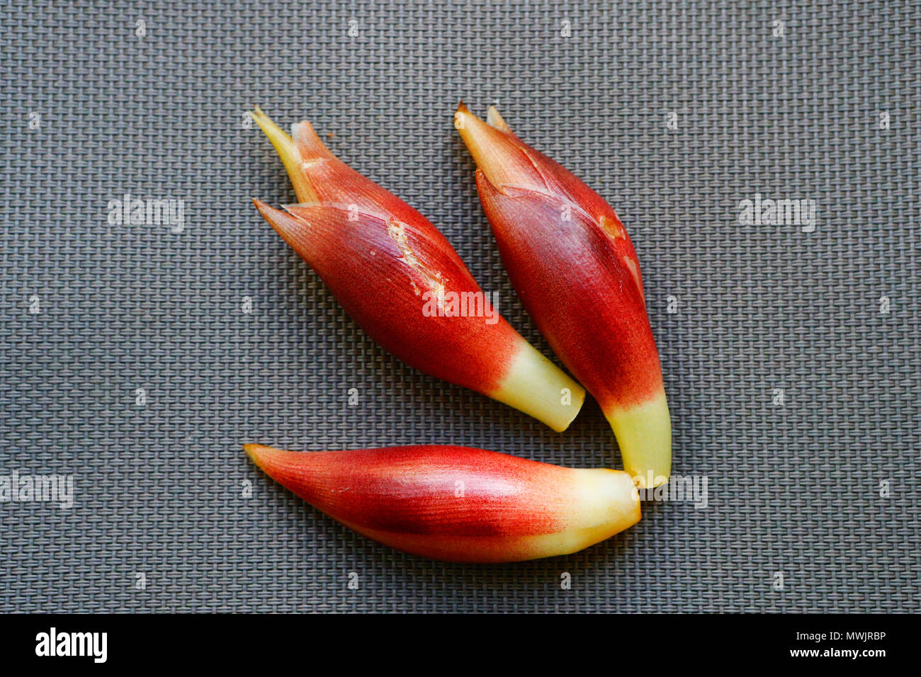 Zingiber Mioga Stock Photos & Zingiber Mioga Stock Images - Alamy