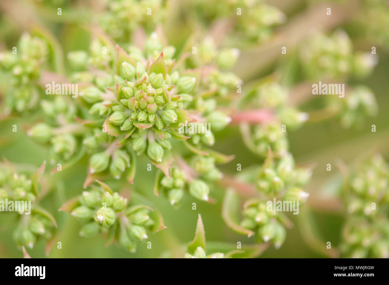 Flora of Gran Canaria - succulent Aeonium percarneum about to flower ...