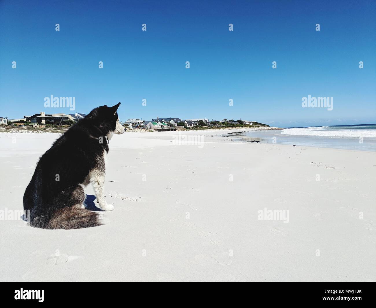 Siberian husky dog swimming hi-res stock photography and images - Alamy