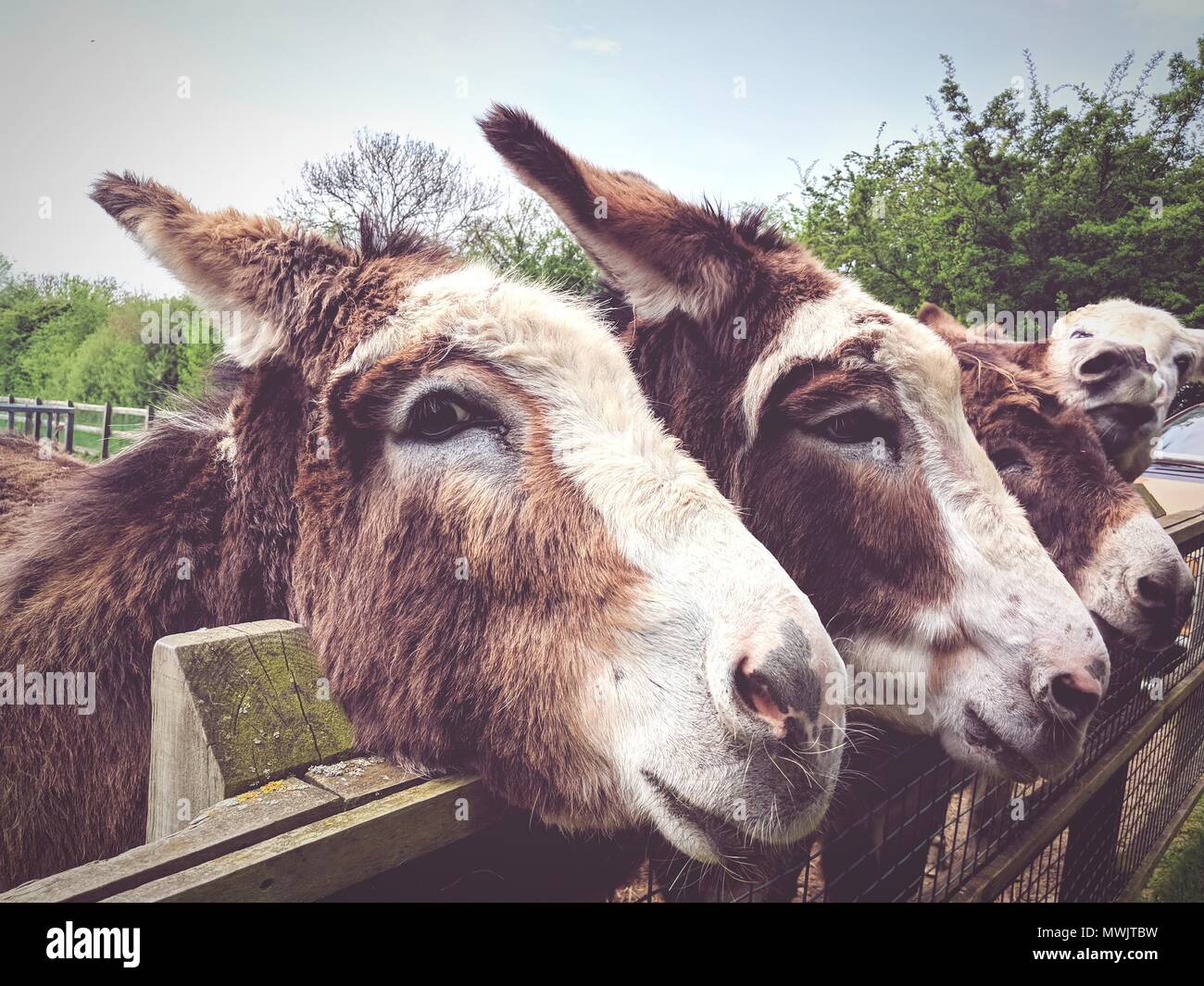 Donkeys in London Stock Photo - Alamy
