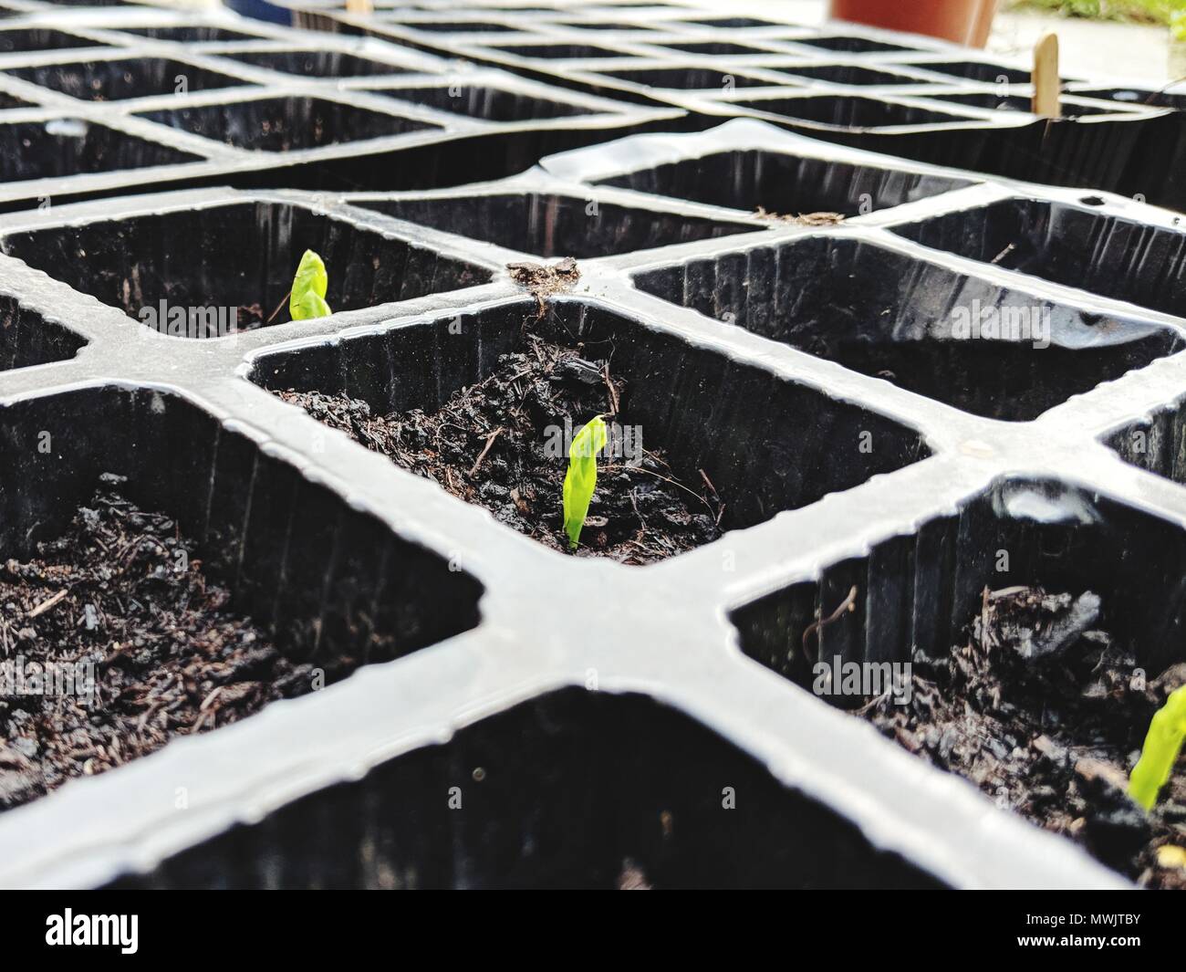 Growing seedlings in spring Stock Photo - Alamy