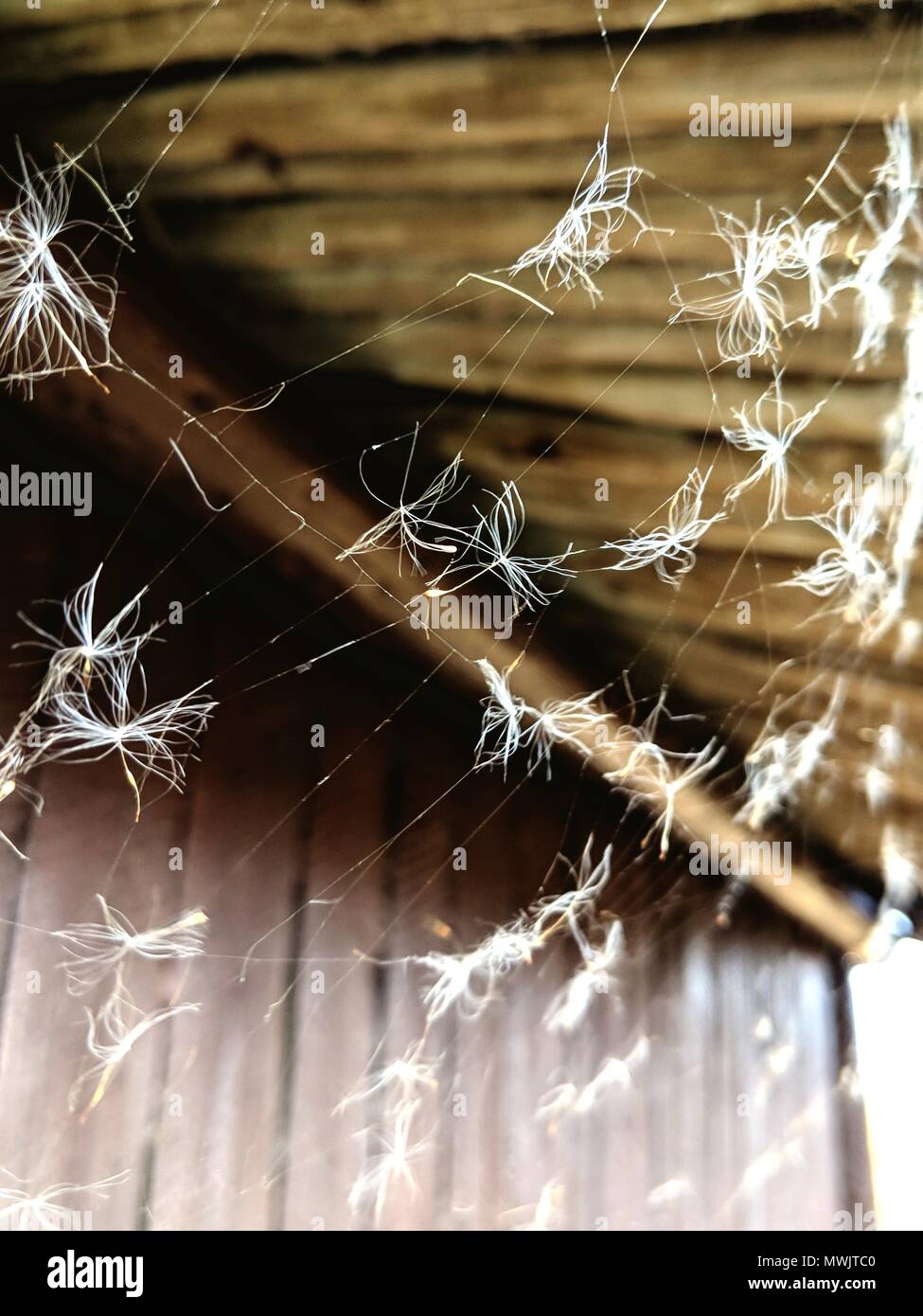 Seed fluff in a cobweb Stock Photo - Alamy