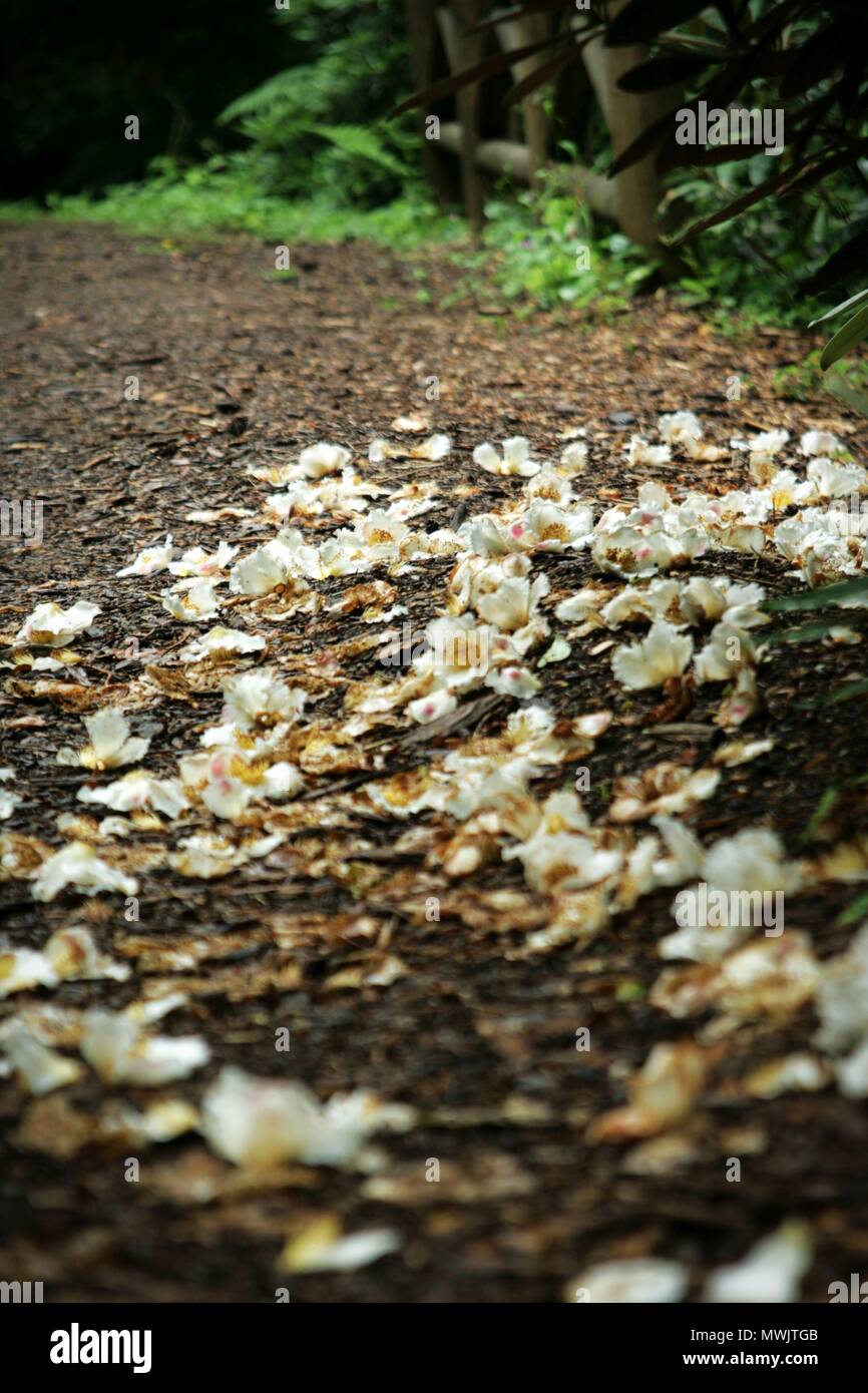 Flowers falling on ground hi-res stock photography and images - Alamy
