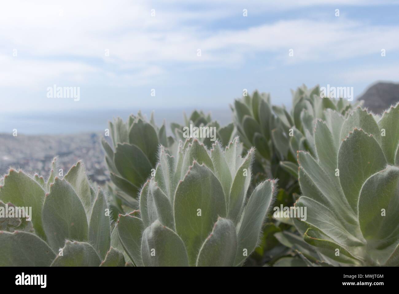 Fynbos Table Mountain Stock Photo - Alamy Fynbos Table Mountain Stock Photo - Alamy