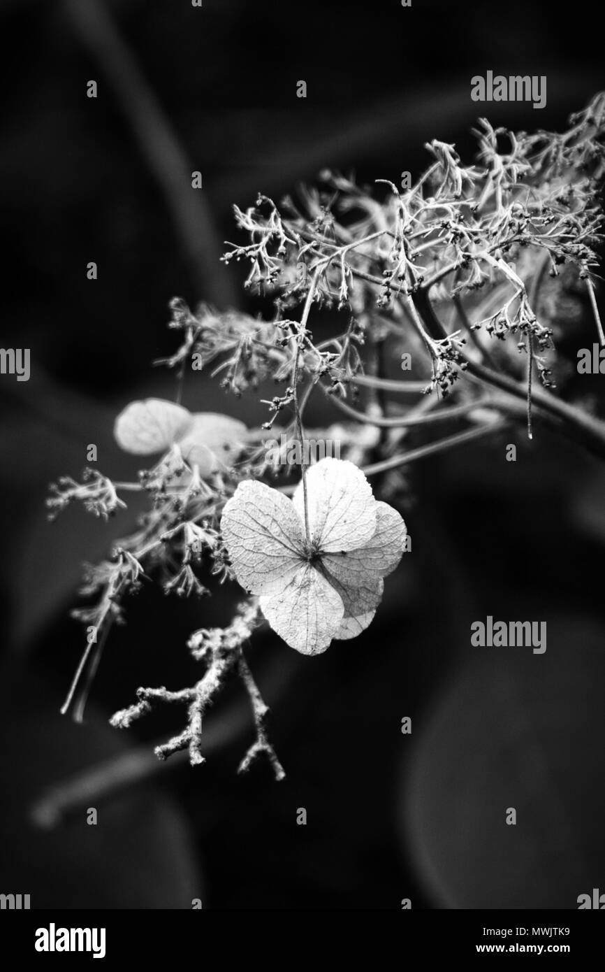 skeleton flower on branch bw Stock Photo - Alamy