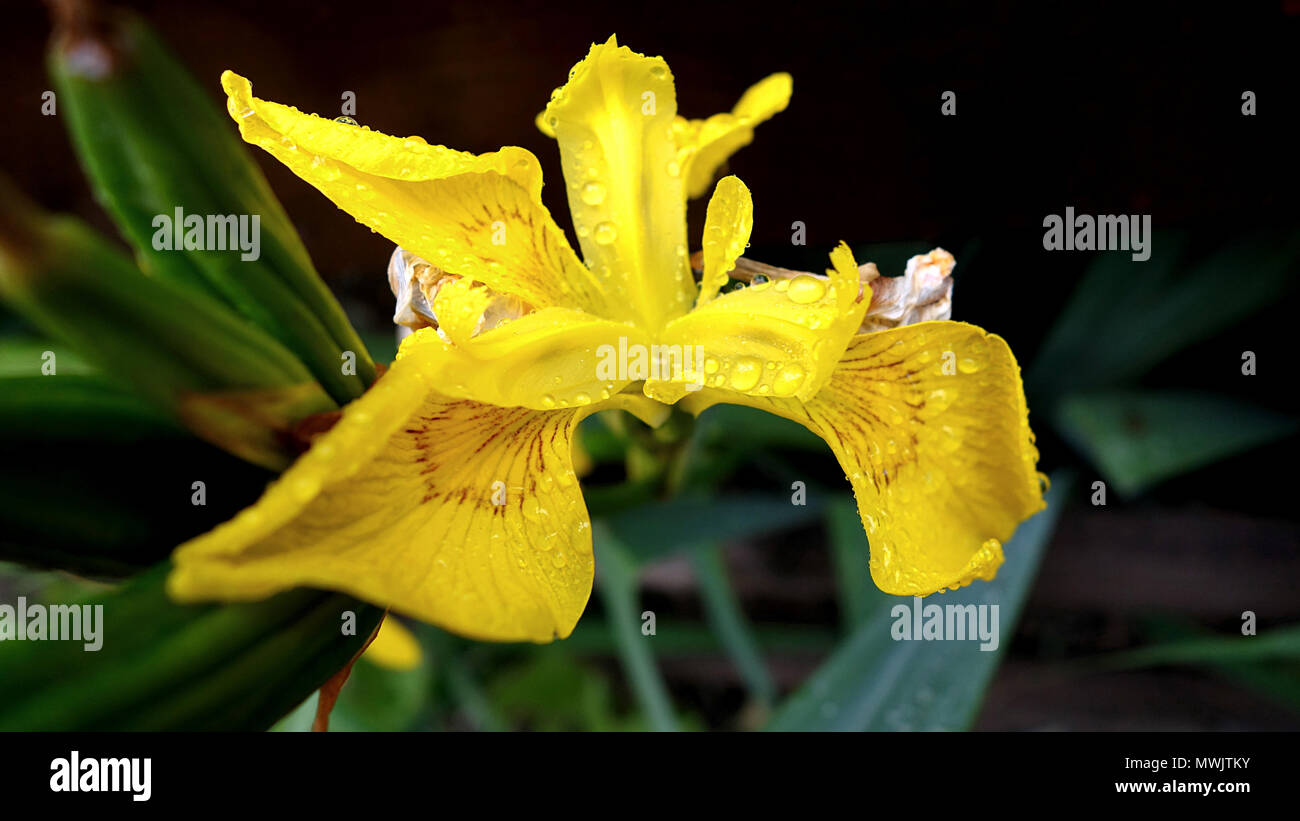 Yellow flag iris leaves hi-res stock photography and images - Alamy