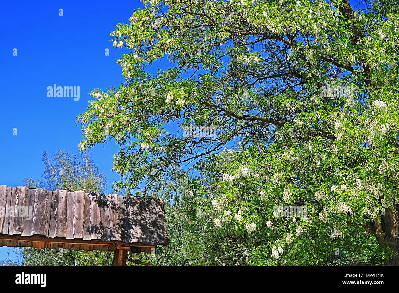 Flowering white acacia tree in the spring Stock Photo - Alamy