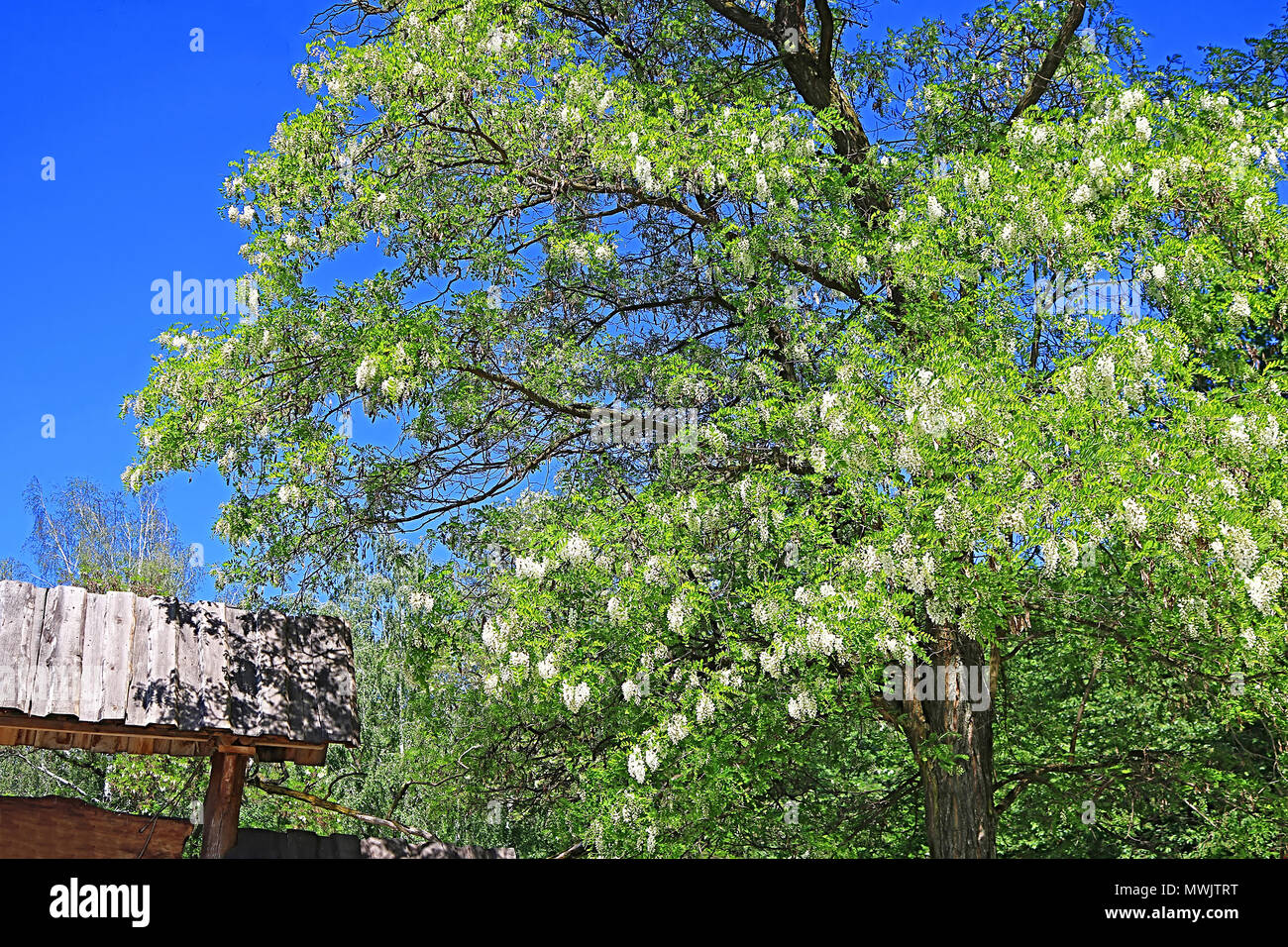 Acacia Tree In Bloom Stock Photos & Acacia Tree In Bloom Stock Images ...