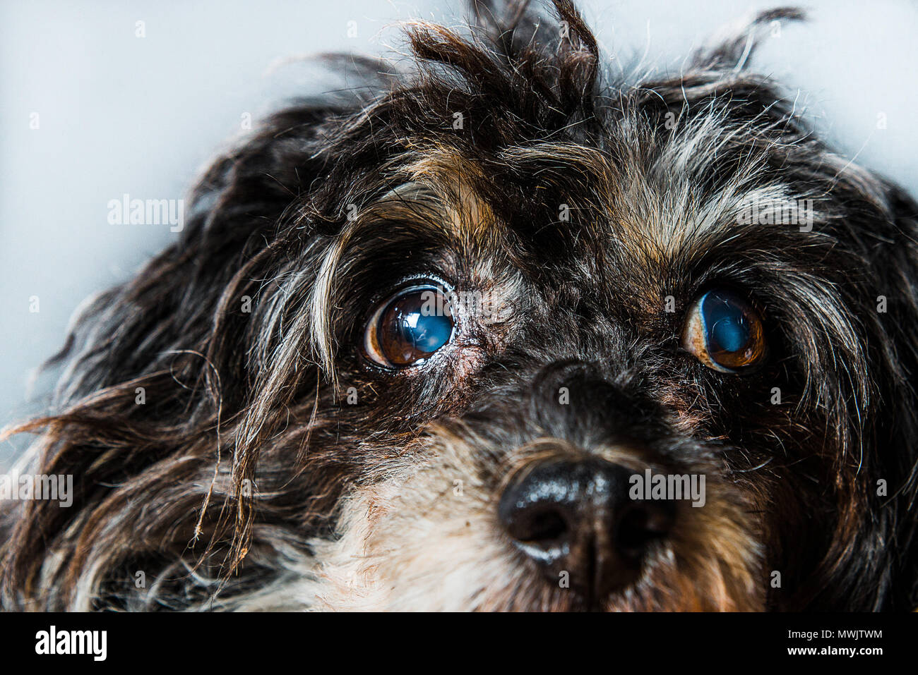 Close-up on the eyes of a dog, cataracts in a dog. Black dog, Chinese ...