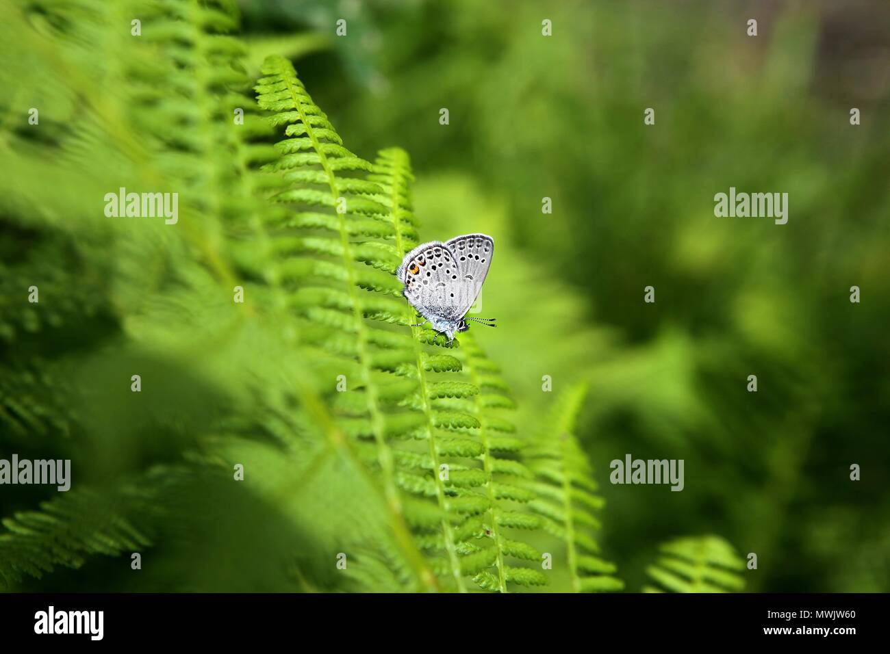 Common blue butterfly, Plebeius icarus, resting on a fern Stock Photo ...
