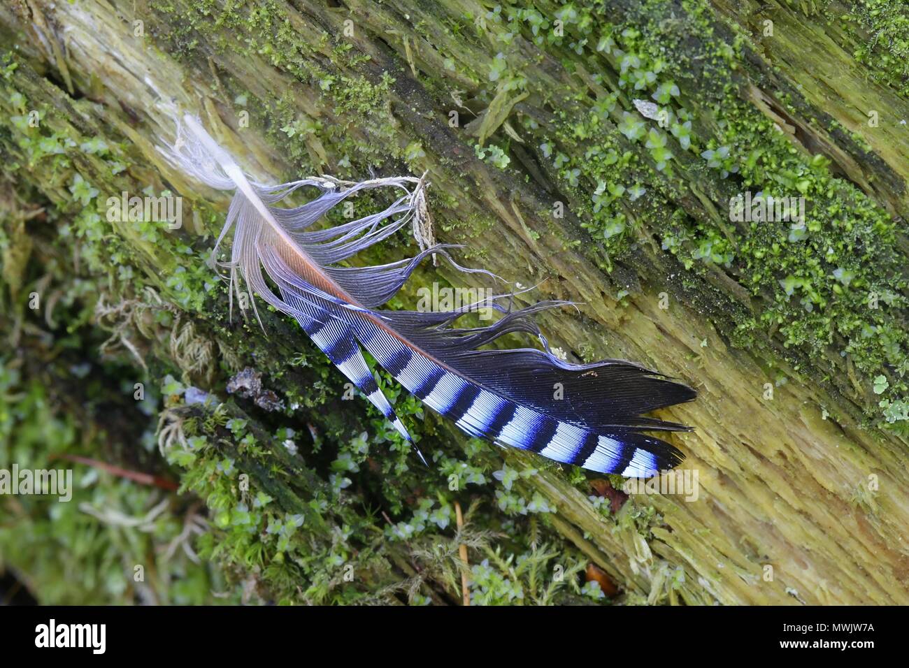 Primary wing coverts hi-res stock photography and images - Alamy