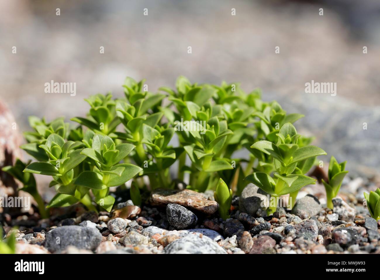 Sea sandwort, also called seaside sandplant, Honckenya peploides, an ...