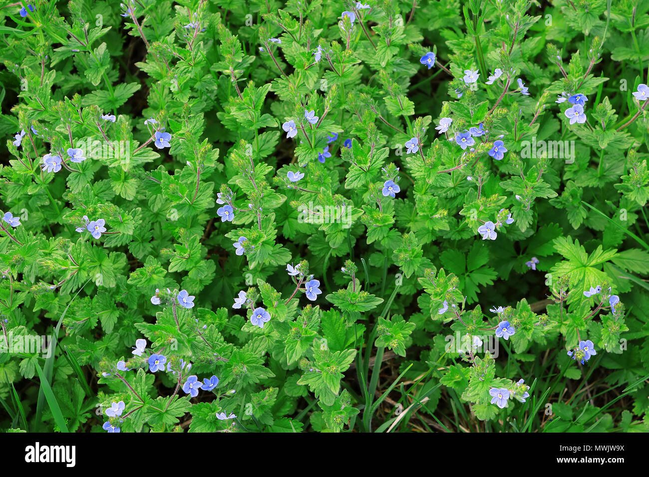 Natural background with germander speedwell (Veronica chamaedrys Stock ...