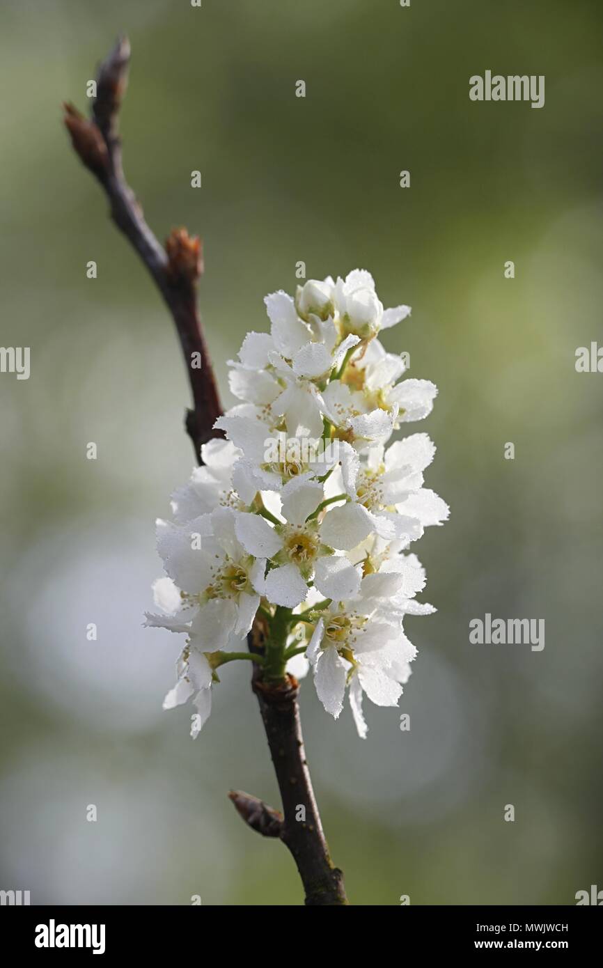 Hackberry tree flowers hi-res stock photography and images - Alamy