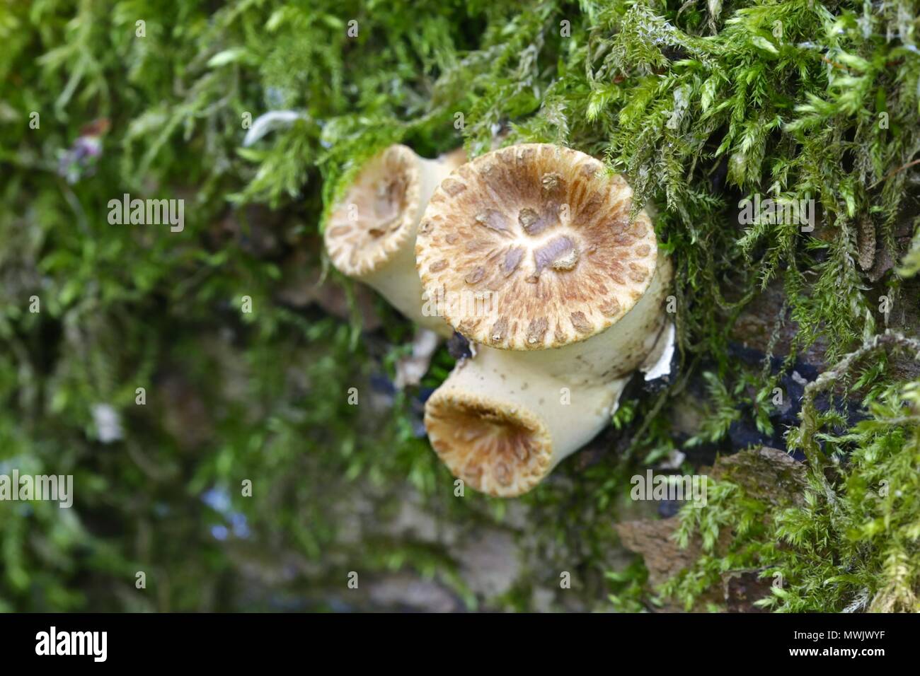Dryad's saddle, also called pheasant's back mushroom, Polyporus ...