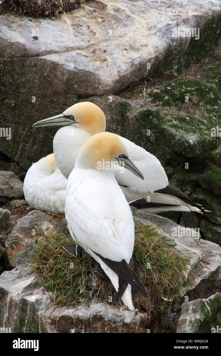 One of the largest seabirds of the North Atlantic, the northern gannet ...