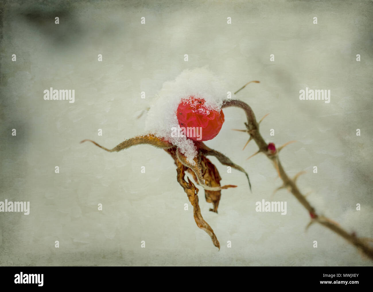 Rose hip in winter with added vintage texture effect Stock Photo - Alamy