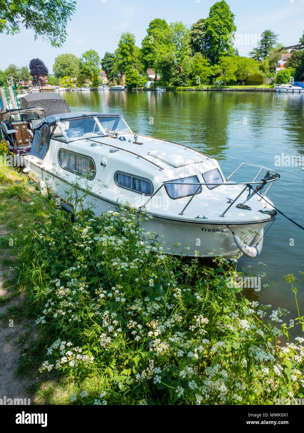 Flowers on Thames Path, Boats on Banks of River Thames, Cookham, (with ...