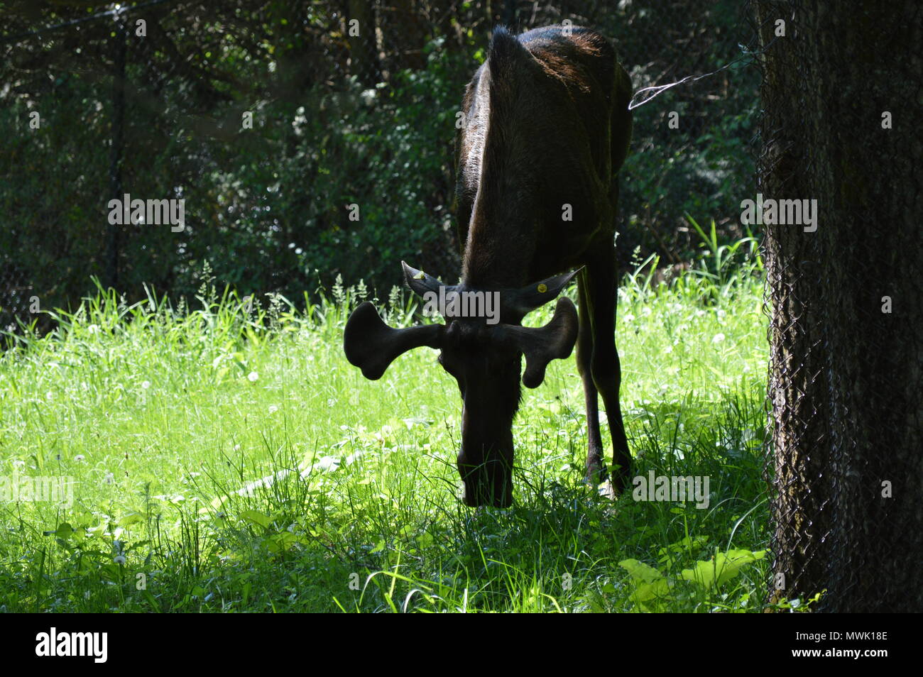 Moose grazing in the woods Stock Photo - Alamy