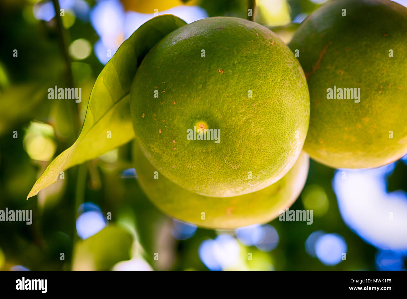 Grapefruits growing grapefruit tree hi-res stock photography and images ...