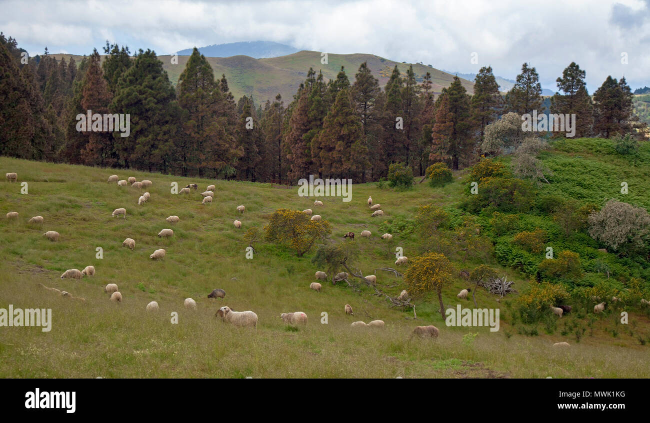 Humid subtropical climate hi-res stock photography and images - Alamy