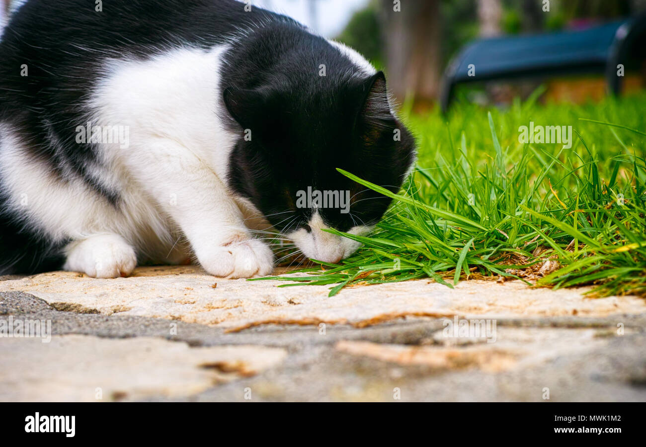 White cat eating hi-res stock photography and images - Alamy