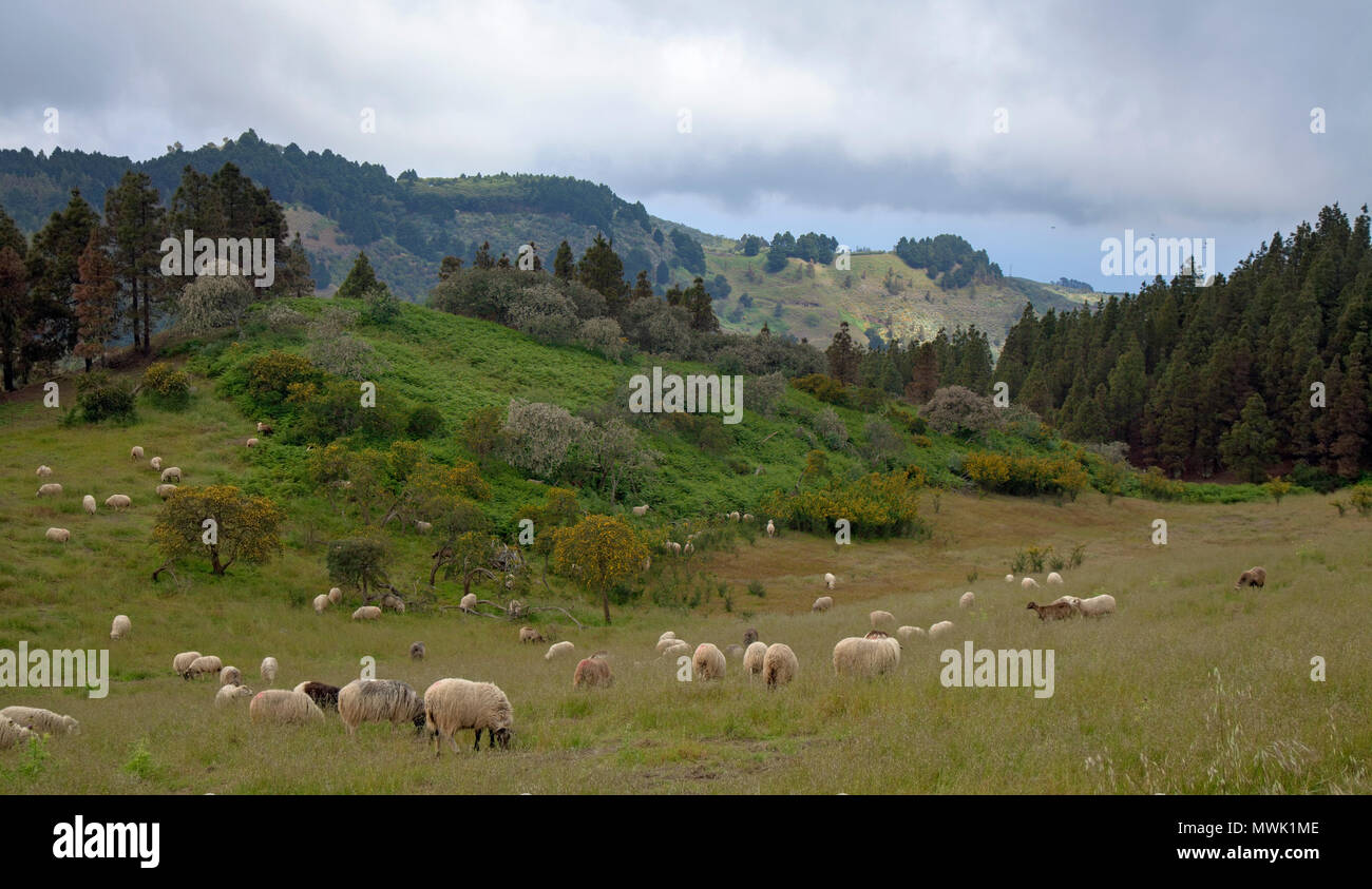 Gran Canaria, May 2018, flock of sheep grazing Stock Photo - Alamy