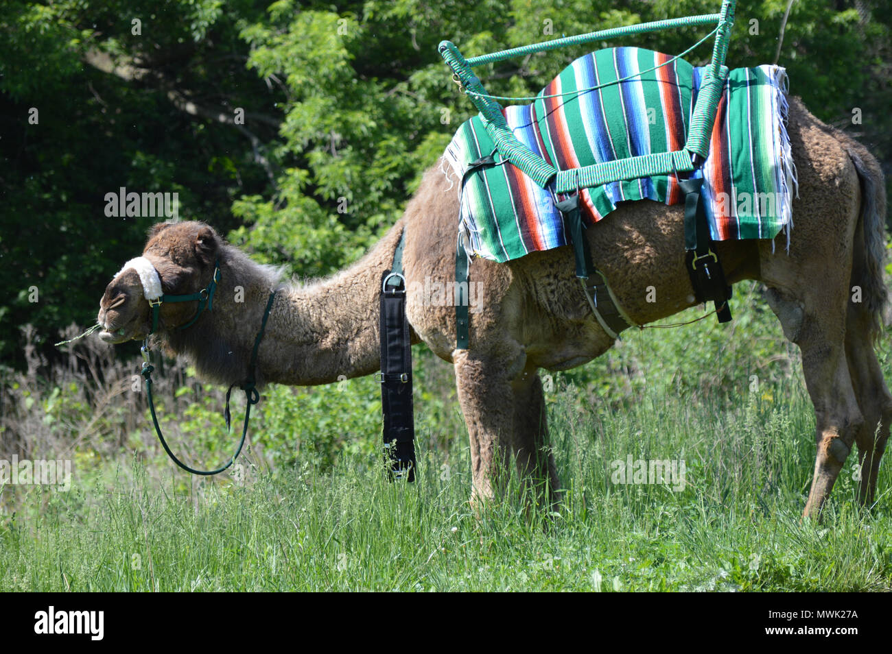 Camel with harness hi-res stock photography and images - Alamy