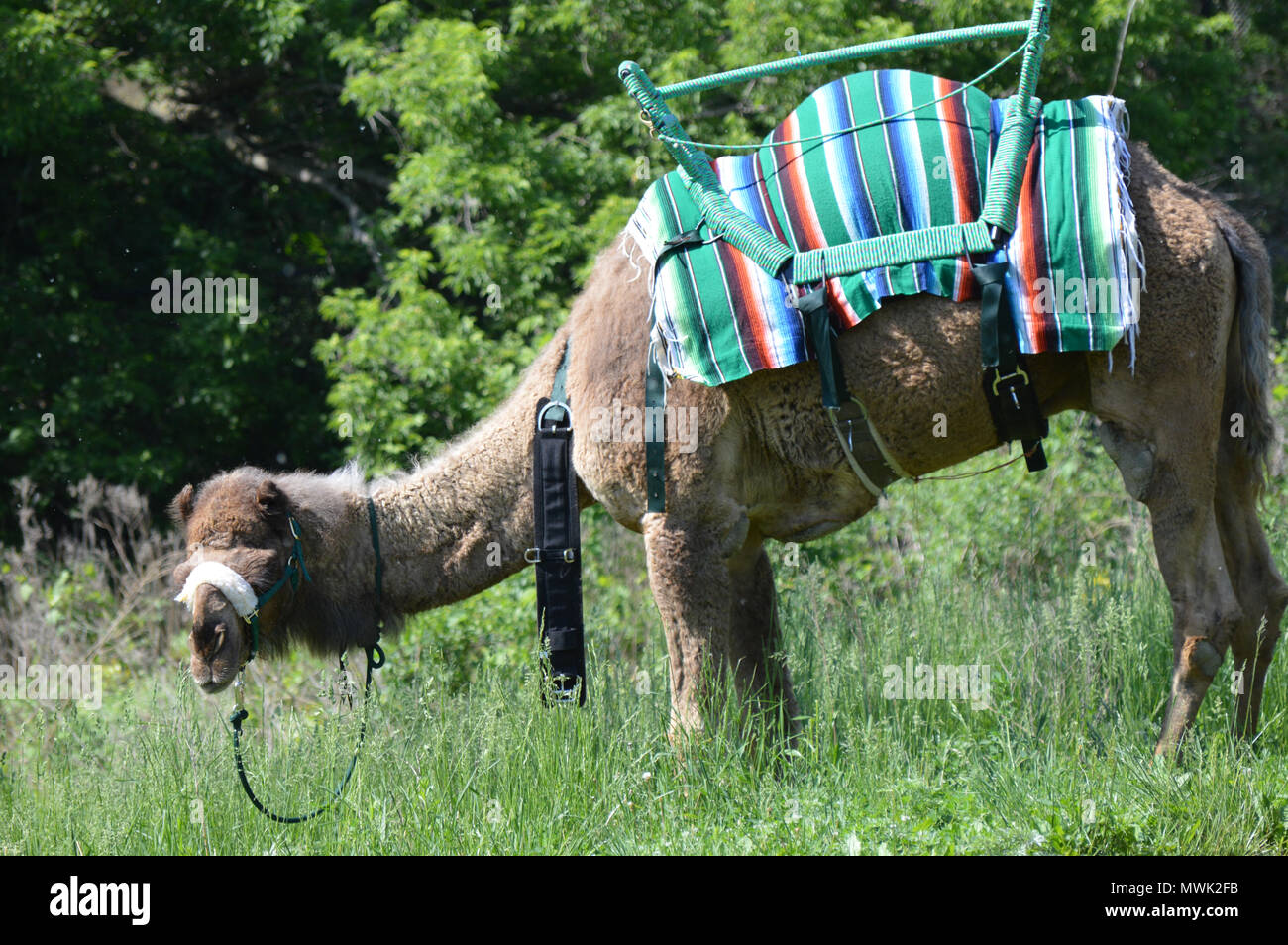 Camel in the grass waiting for a rider Stock Photo - Alamy