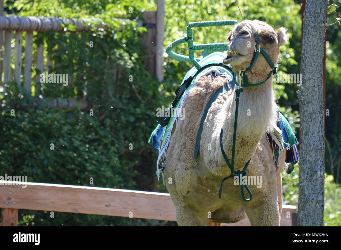 Camel in the grass waiting for a rider Stock Photo - Alamy