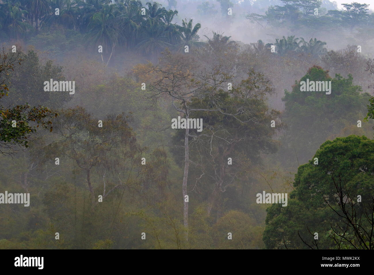 Satchari National Park, Habiganj, Bangladesh Stock Photo - Alamy