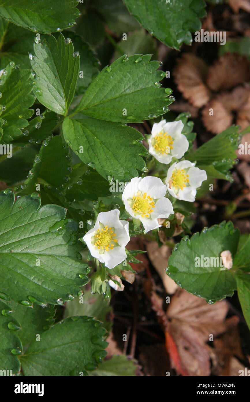 Perennial Strawberry Plants with Flowers in the Spring 2018 Stock Photo ...
