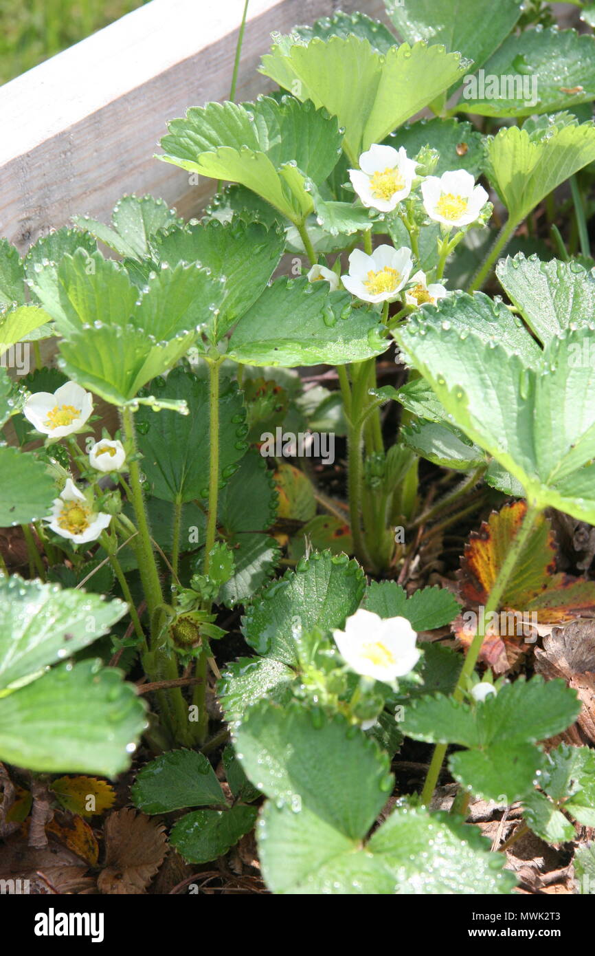Perennial Strawberry Plants with Flowers in the Spring 2018 Stock Photo ...