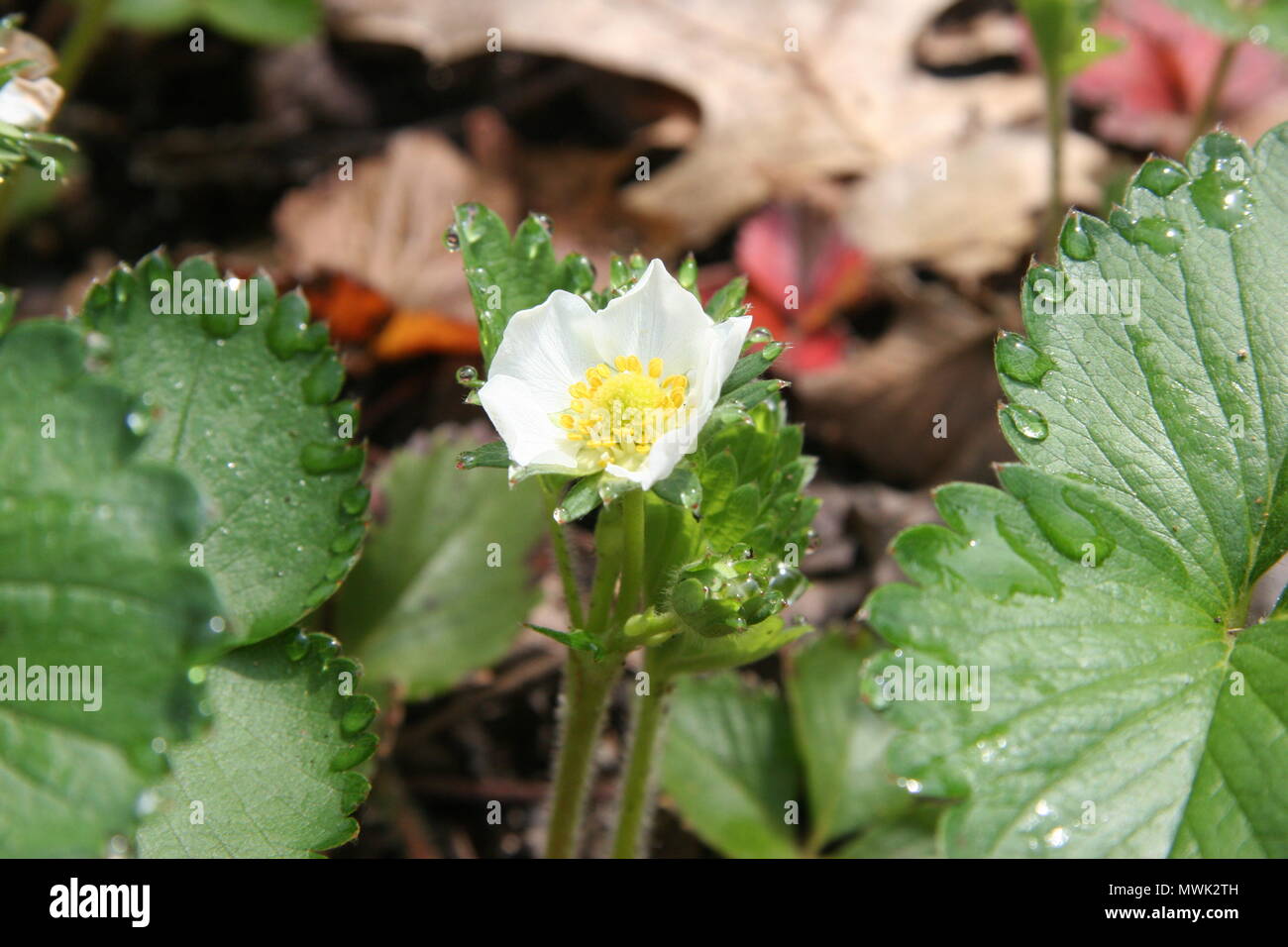 Perennial Strawberry Plants with Flowers in the Spring 2018 Stock Photo ...