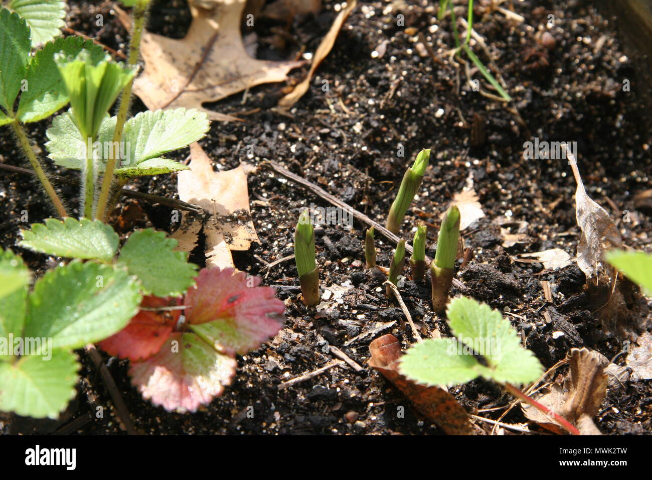 Perennial Strawberry Plants with Flowers in the Spring 2018 Stock Photo ...