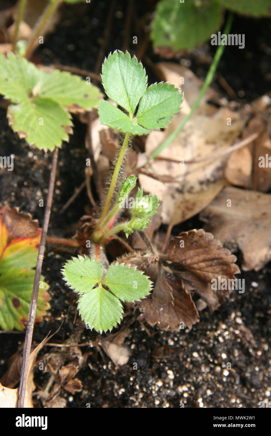Perennial Strawberry Plants with Flowers in the Spring 2018 Stock Photo ...