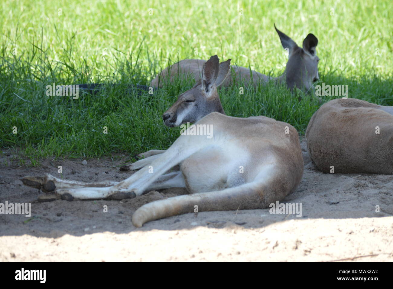 Kangaroo laying in the grass Stock Photo - Alamy