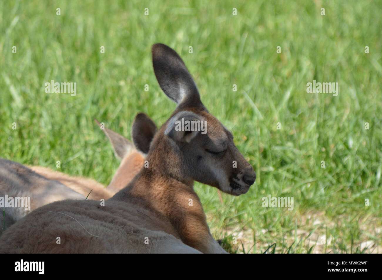 Kangaroo laying in the grass Stock Photo - Alamy
