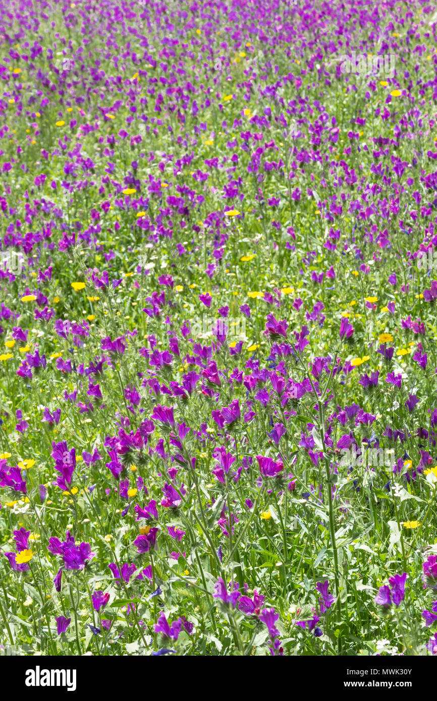 Field full of purple and yellow wildflowers. Sierra of Andújar, Andújar, Spain Stock Photo - Alamy