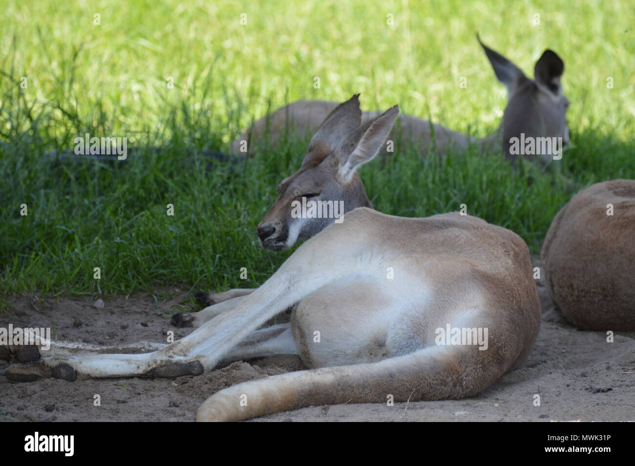 Kangaroo laying in the grass Stock Photo - Alamy